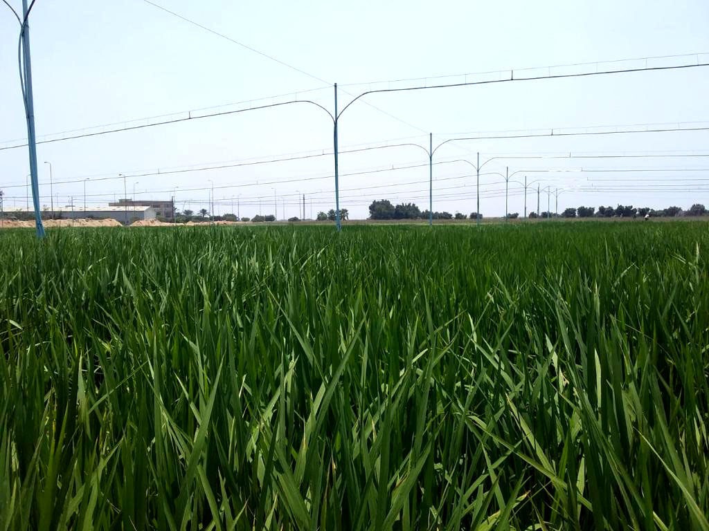 PHOTOS… SUCCESS OF THE MOST ADVANCED IRRIGATION SYSTEMS ALL OVER THE ...