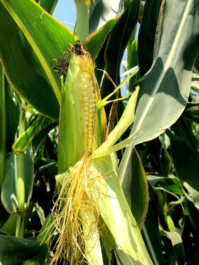 PHOTOS… SUCCESS OF THE MOST ADVANCED IRRIGATION SYSTEMS ALL OVER THE ...